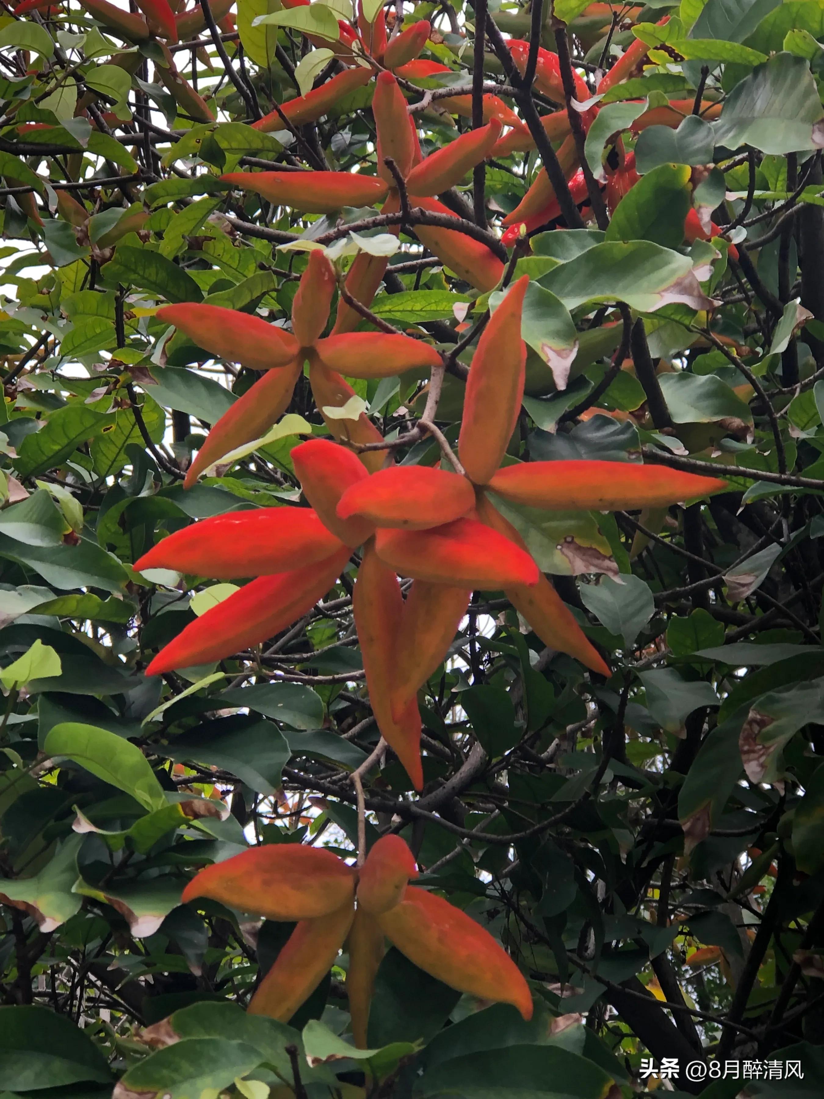 strange fake apple - iNEWS