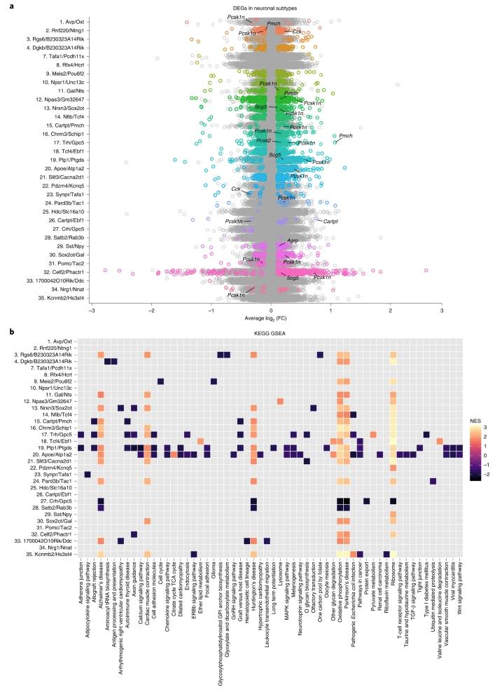 Single-cell analysis of the hypothalamus of aging female mice - iNEWS