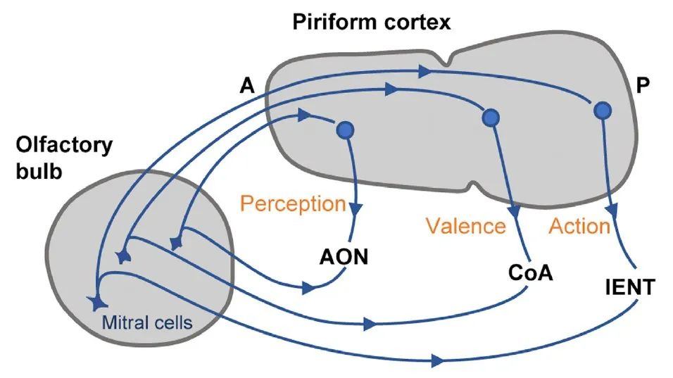 An important step in understanding the sense of smell!The latest "Cell ...