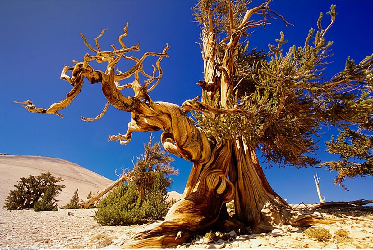 The 5 strangest trees in the world are thought to come from aliens ...