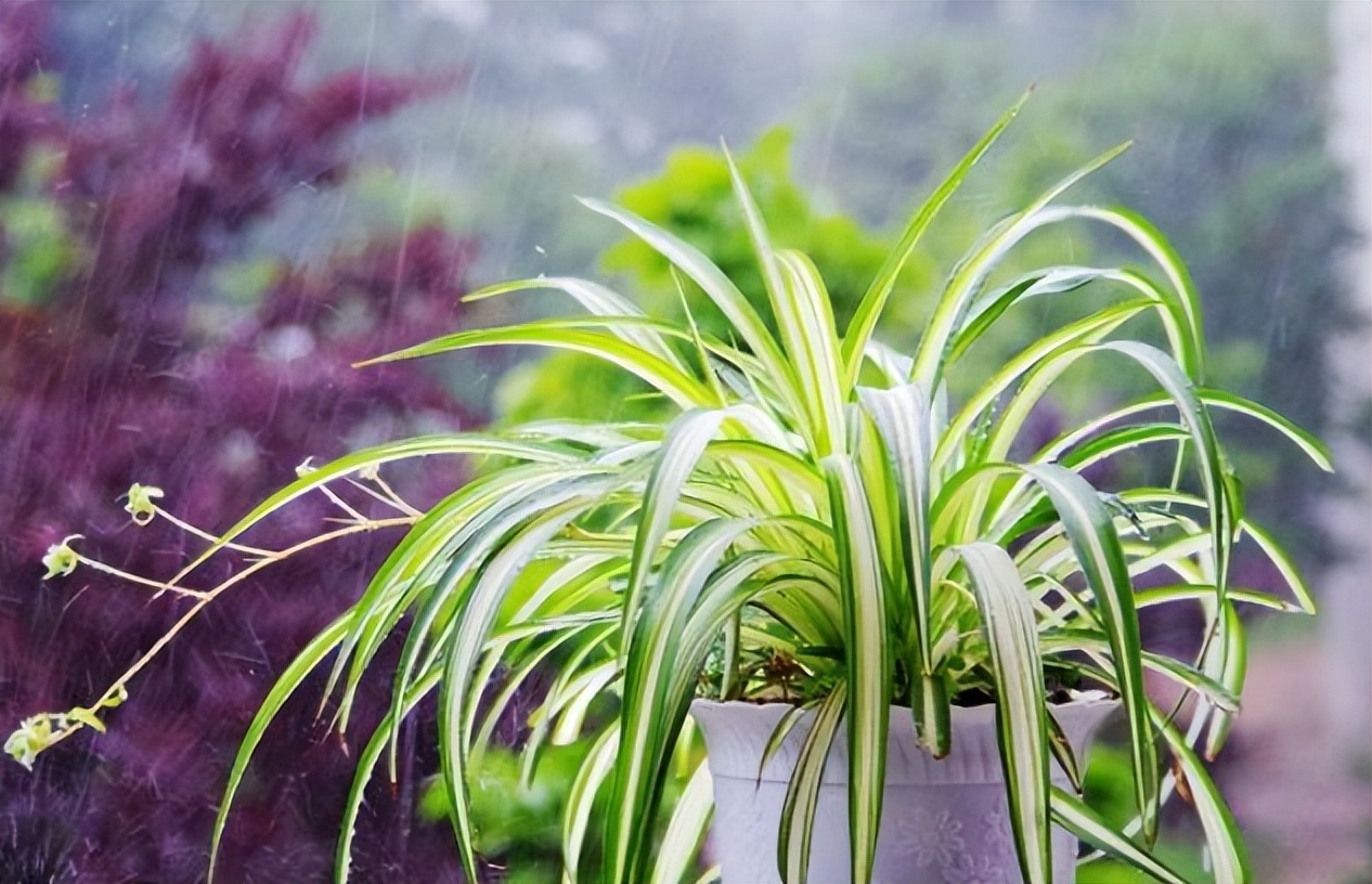60 Potted Plant Names - iNEWS