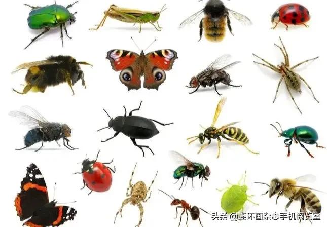 Insect close-up selection.01 - iNEWS