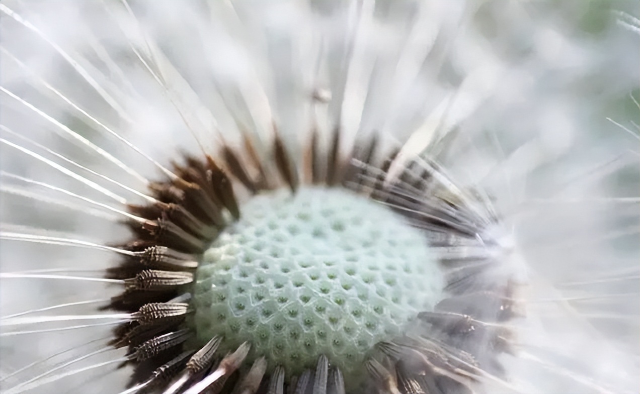 How to take photos of dandelions - iMedia
