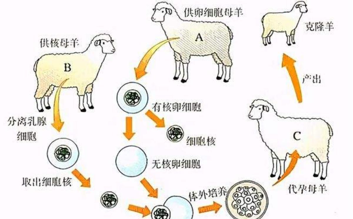 A cloned sheep was created 25 years ago, why not clone a human?See how ...