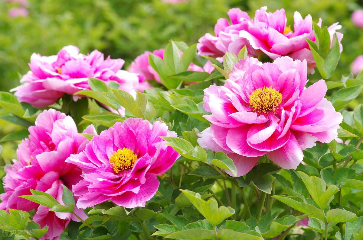 Pi Rixiu's poem "Peony" uses the fragrance and unique temperament of ...