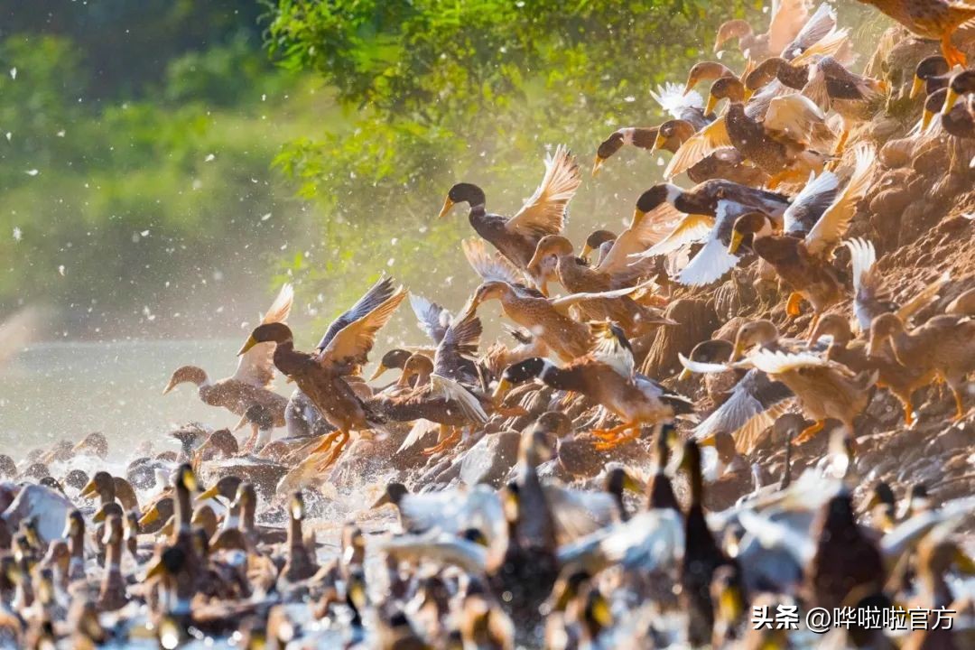 Hualala "Monster Mall" X Shunhua Duck Egg Noodles to accelerate the ...