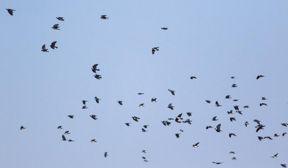Do you know why birds can fly in the air? - iNEWS
