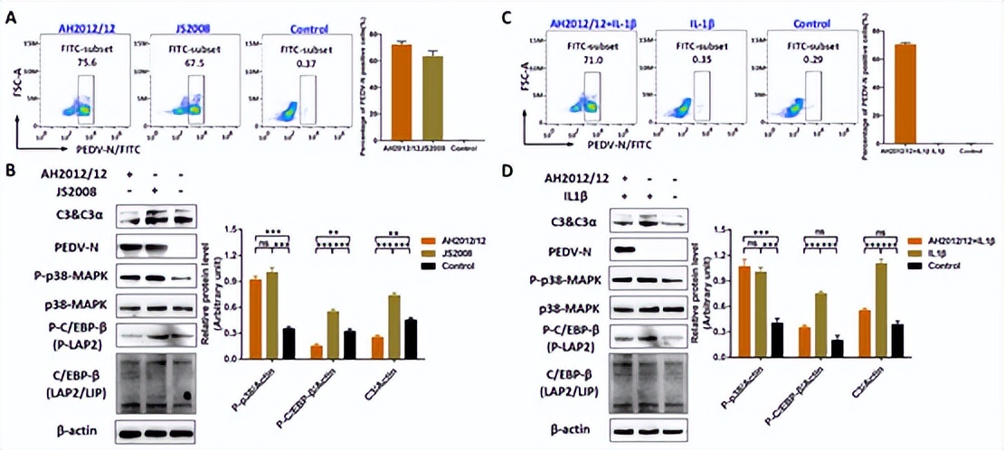 Study reveals new immune escape mechanism of porcine coronavirus ...
