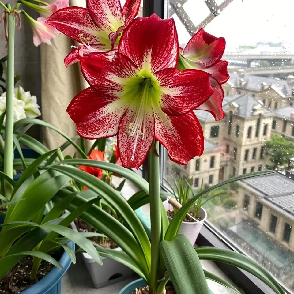 This flower attracts money and transfers, put a pot in the living room ...
