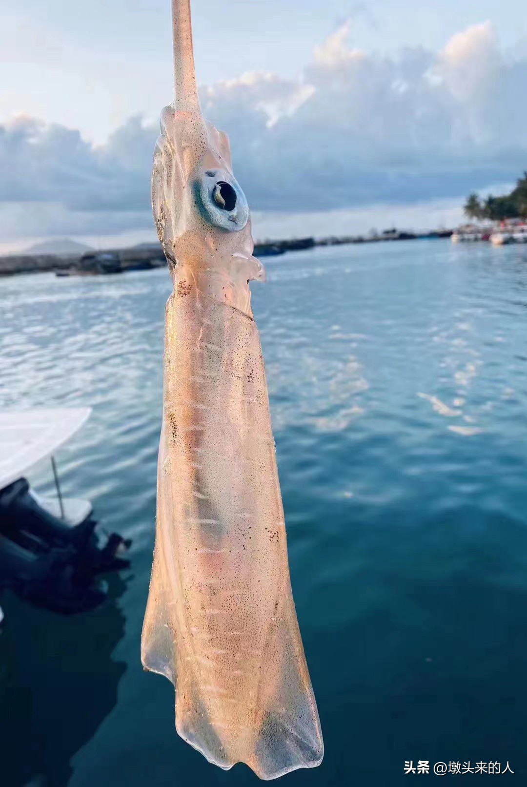 A combination of beauty and deliciousness - soft silk squid - iNEWS