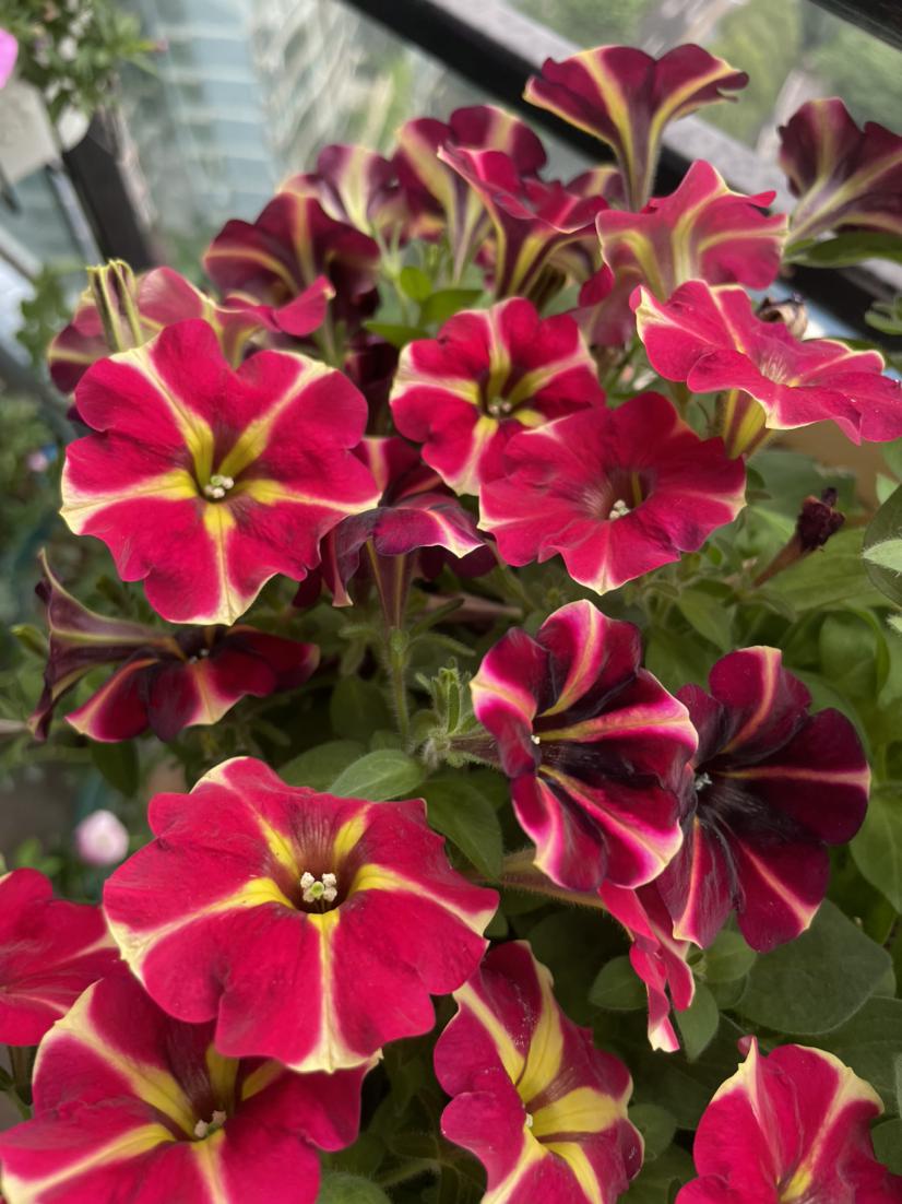 10 kinds of "popping pot flowers" that can live by just throwing the ...