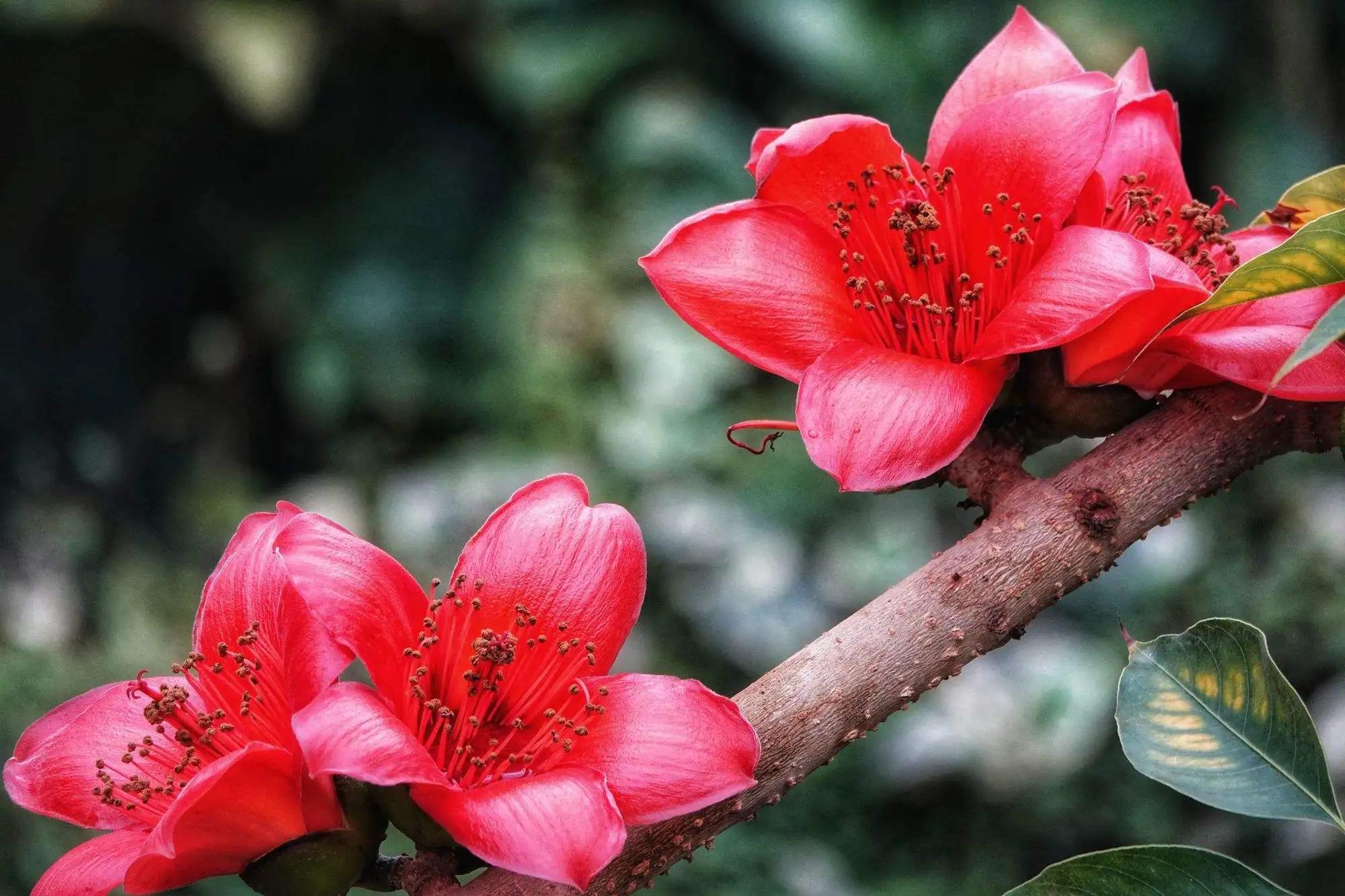 Mianchi celebrity Shi Ping - iNEWS