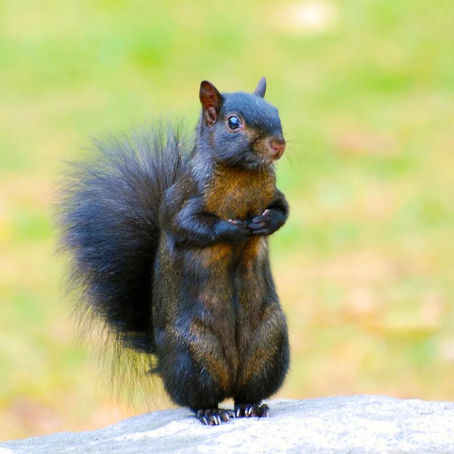 Prices of common squirrel species - iNEWS