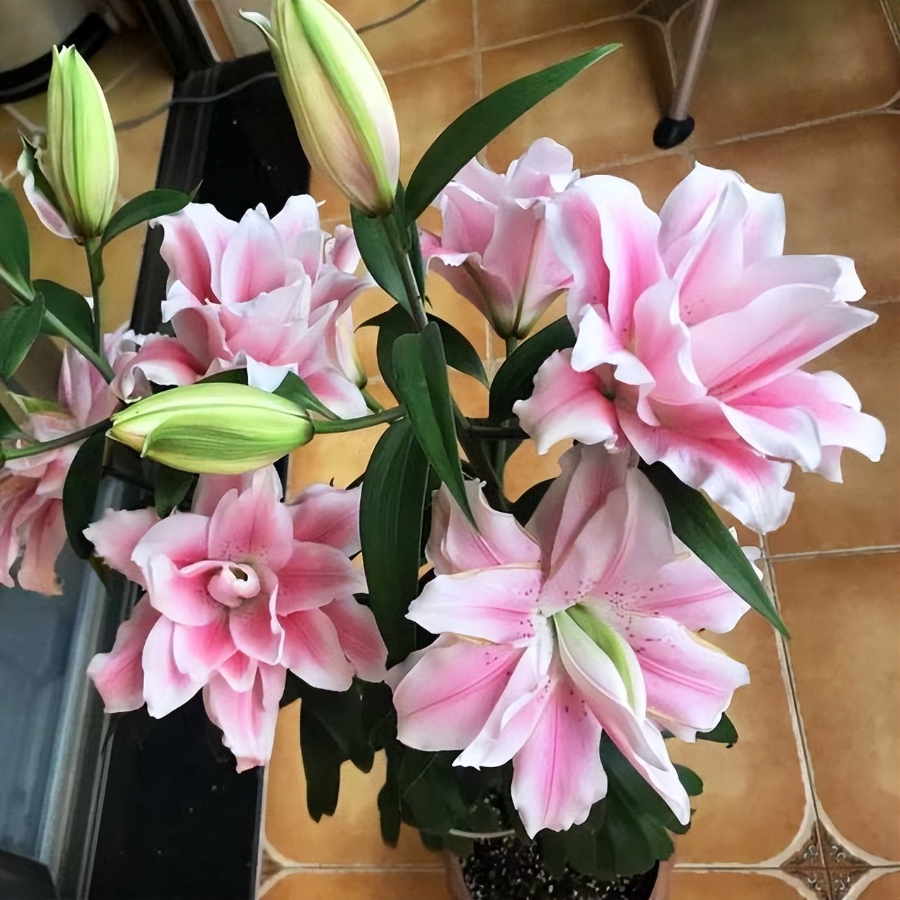 Plant a pot of "lilies" on the balcony in autumn. The flowers are large ...