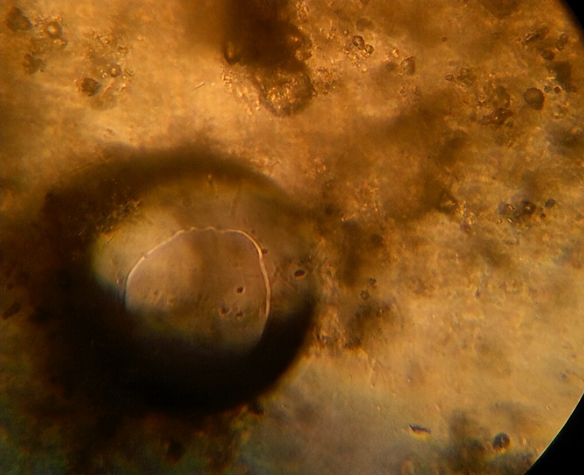 Effects of Anaerobic Sludge Microbes on the Surface Properties of ...