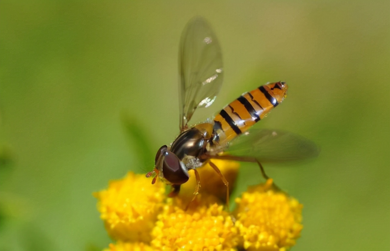 Inventory of 10 insects that are beneficial to humans - iNEWS