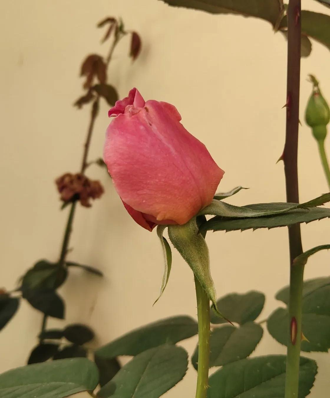 The single rose in autumn is extraordinarily delicate and ...