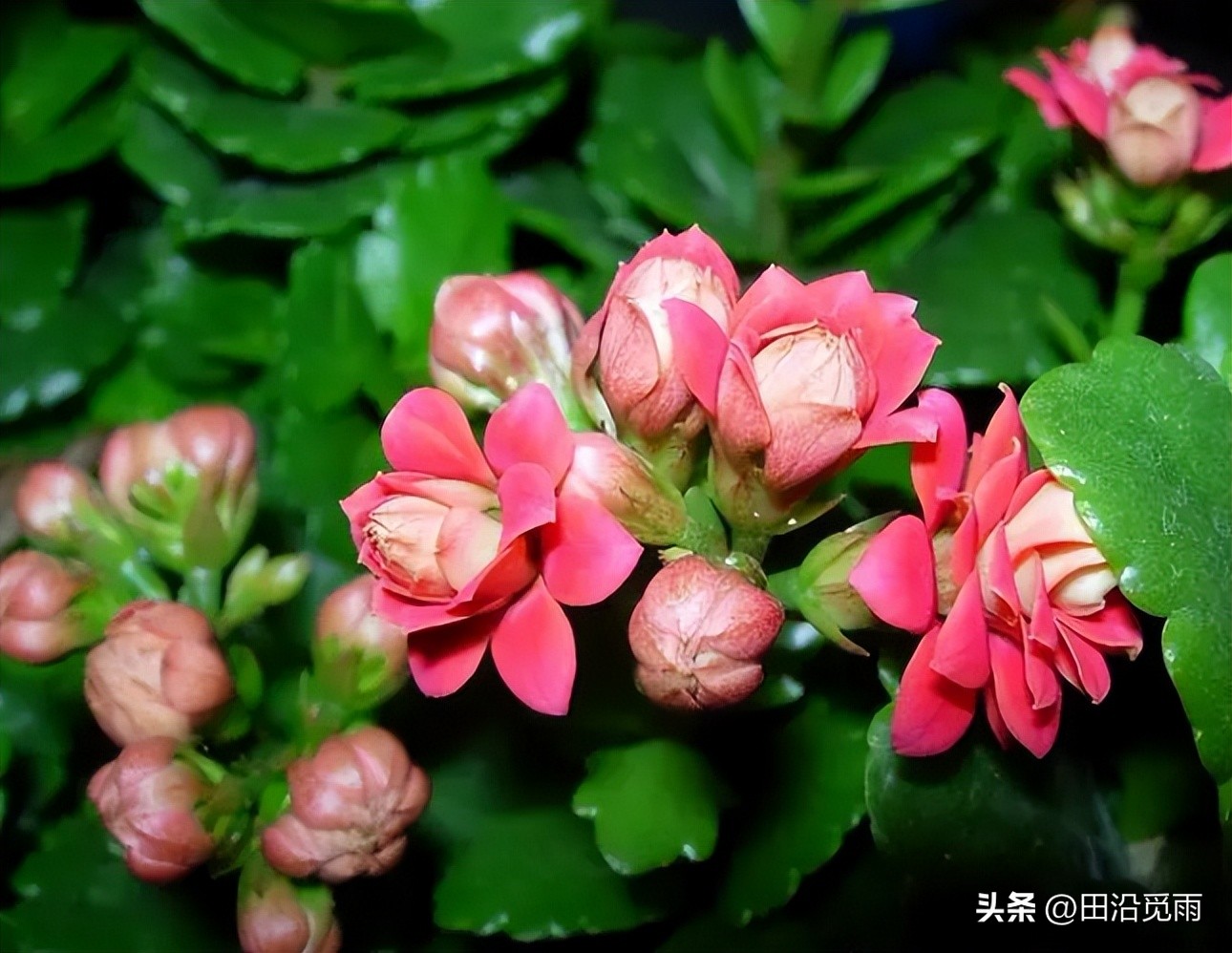 The longevity flower is about to explode, pay attention to these four ...