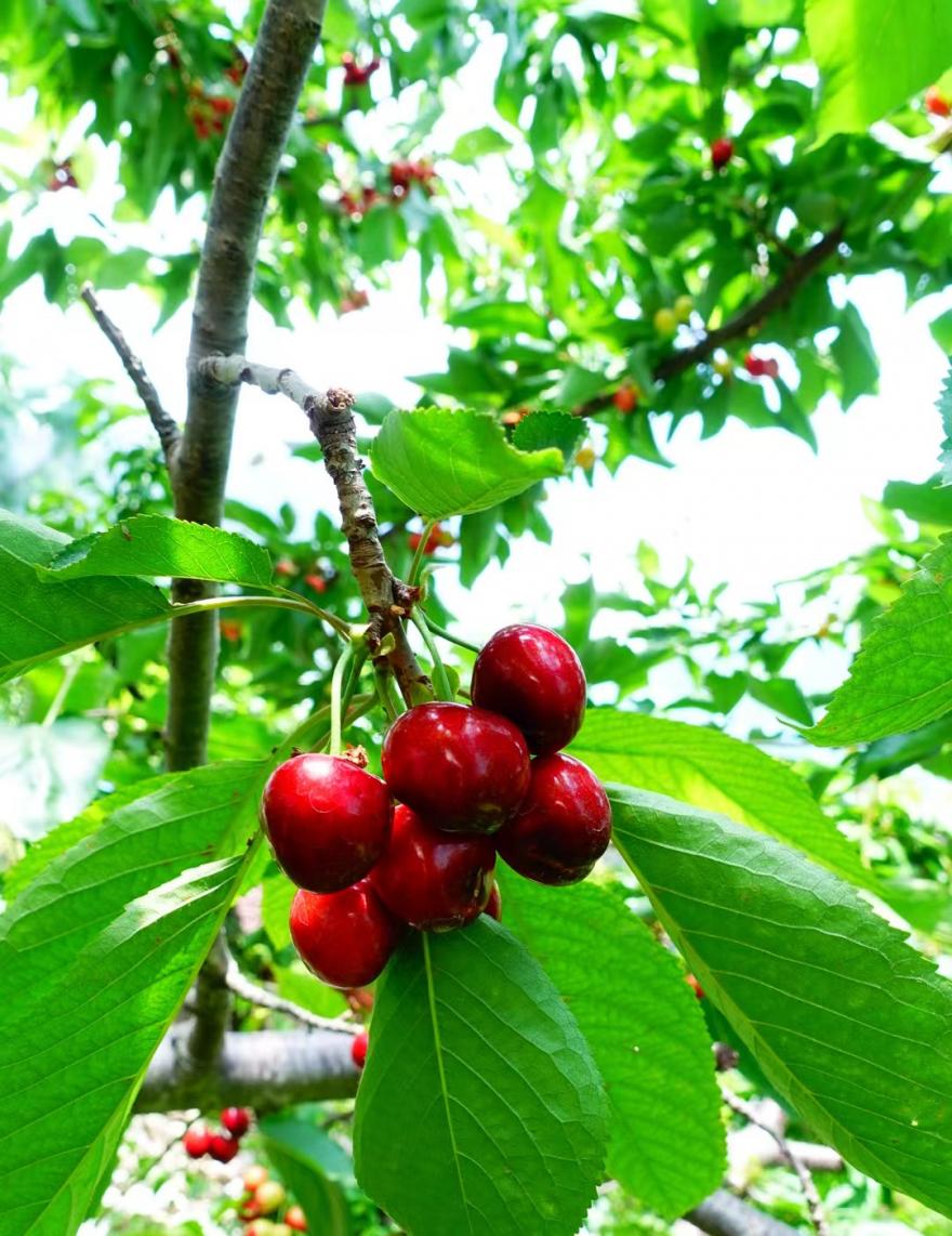Picking cherries in Mutuo Qiang Village, one day round trip, eating ...