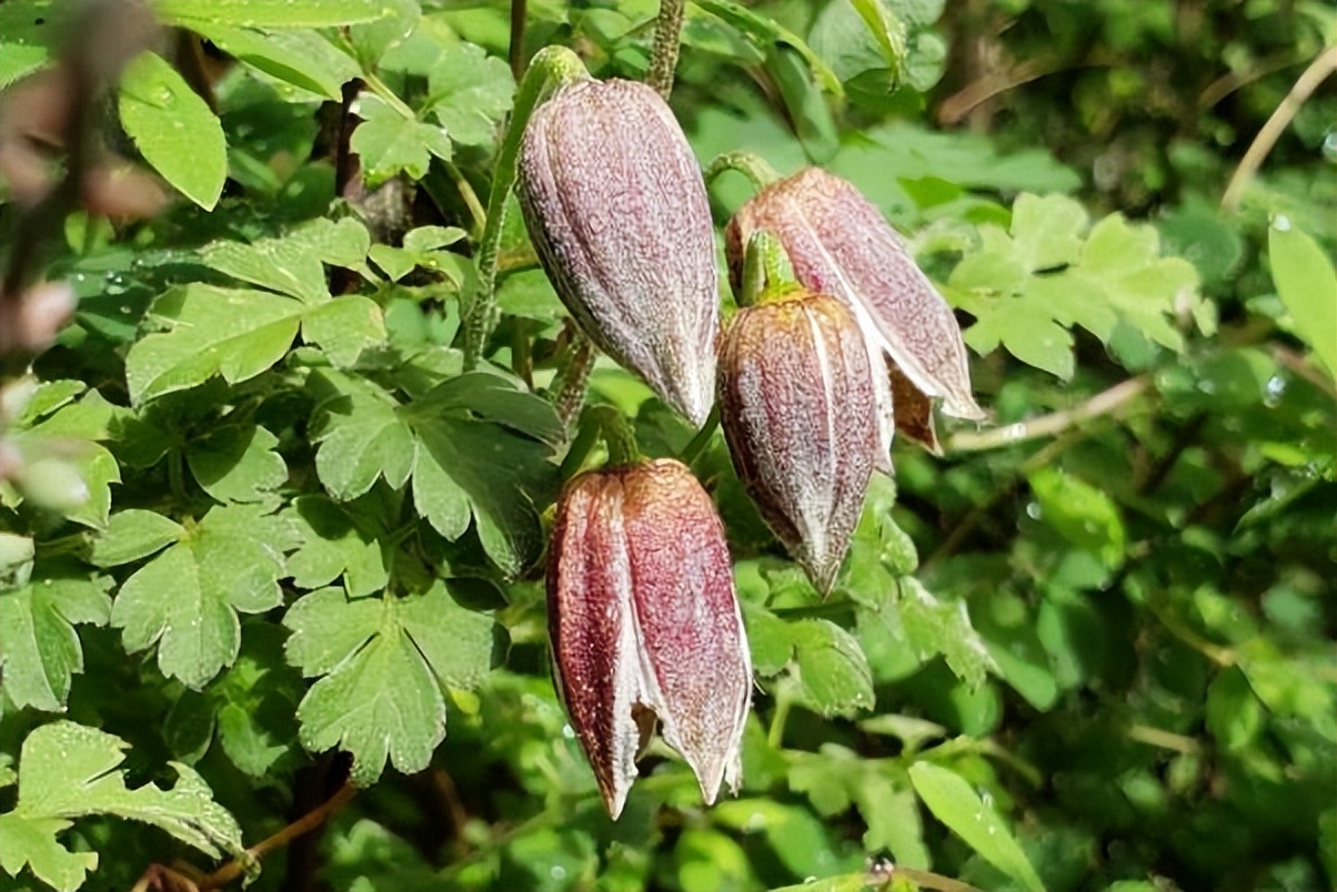 Time boils rain, vines bloom - iNEWS
