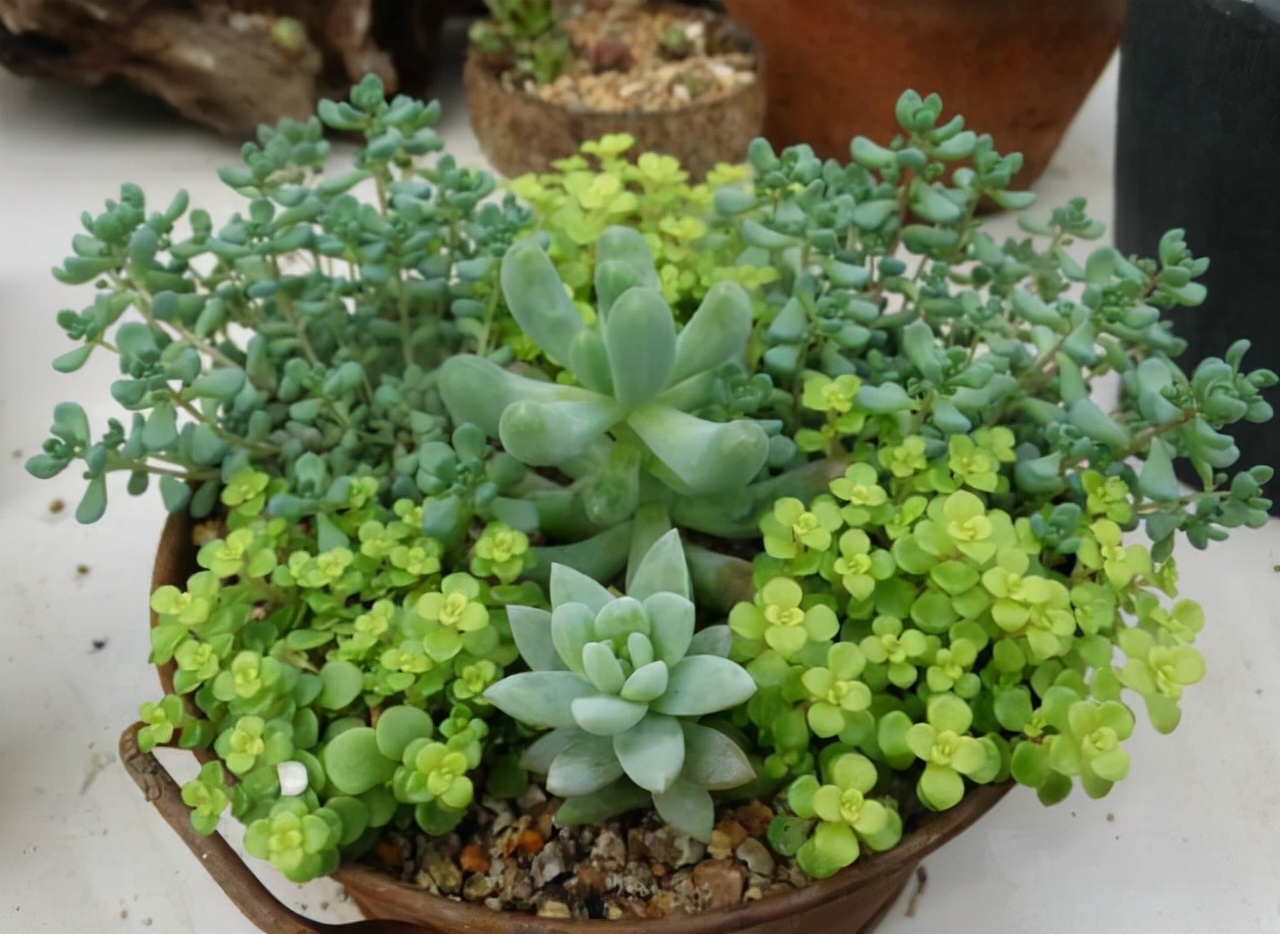 These three kinds of flowers are the most "nourishing", the air is ...