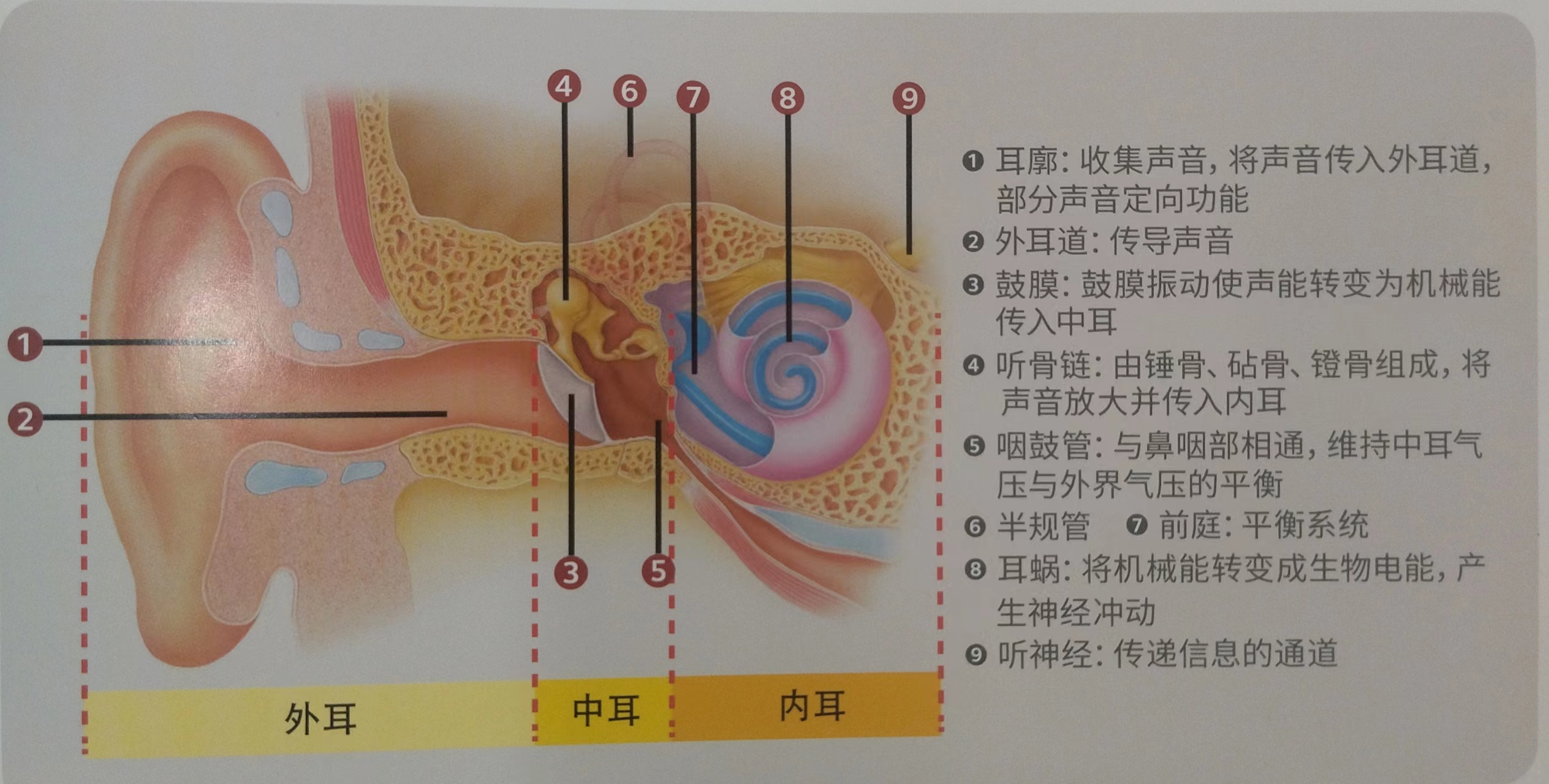 How does sound enter the brain? - iMedia