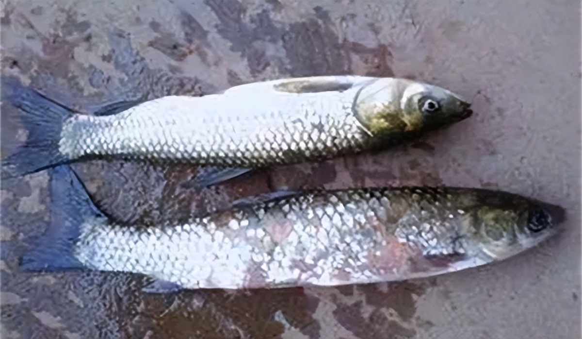 The regularity and prevention measures of diseases of "cultured" grass ...