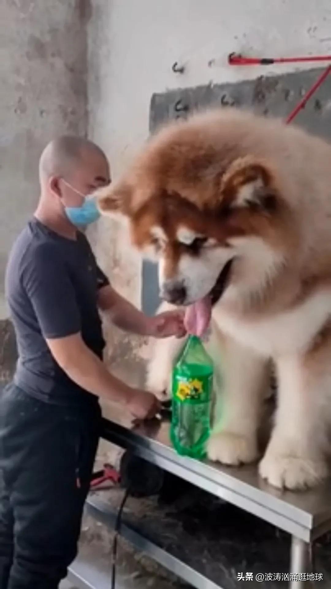 See the world in 40 photos: The world's largest testicles, complete ...