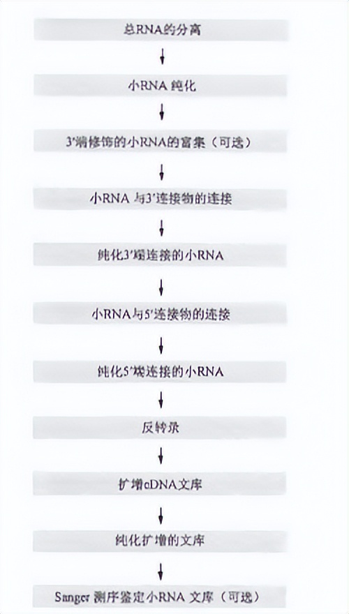 Construction of small RNA high-throughput sequencing libraries - iNEWS