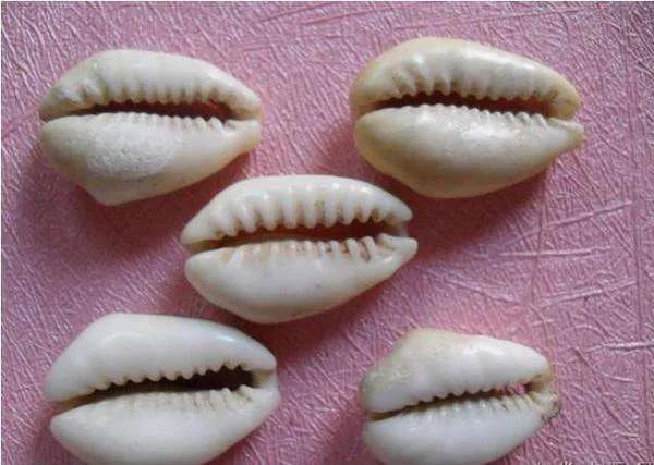 Uncovering the currency, why did the ancients choose shells? - iNEWS