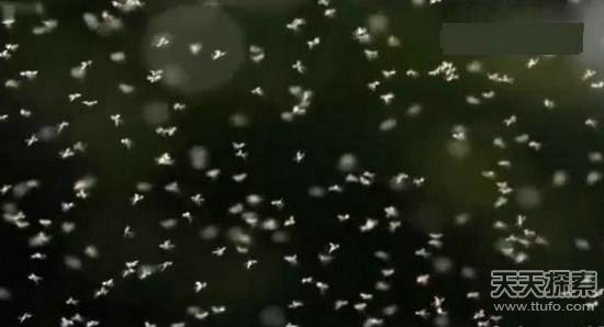 A burger made of 500,000 mosquitoes, do you dare to eat it? - iNEWS
