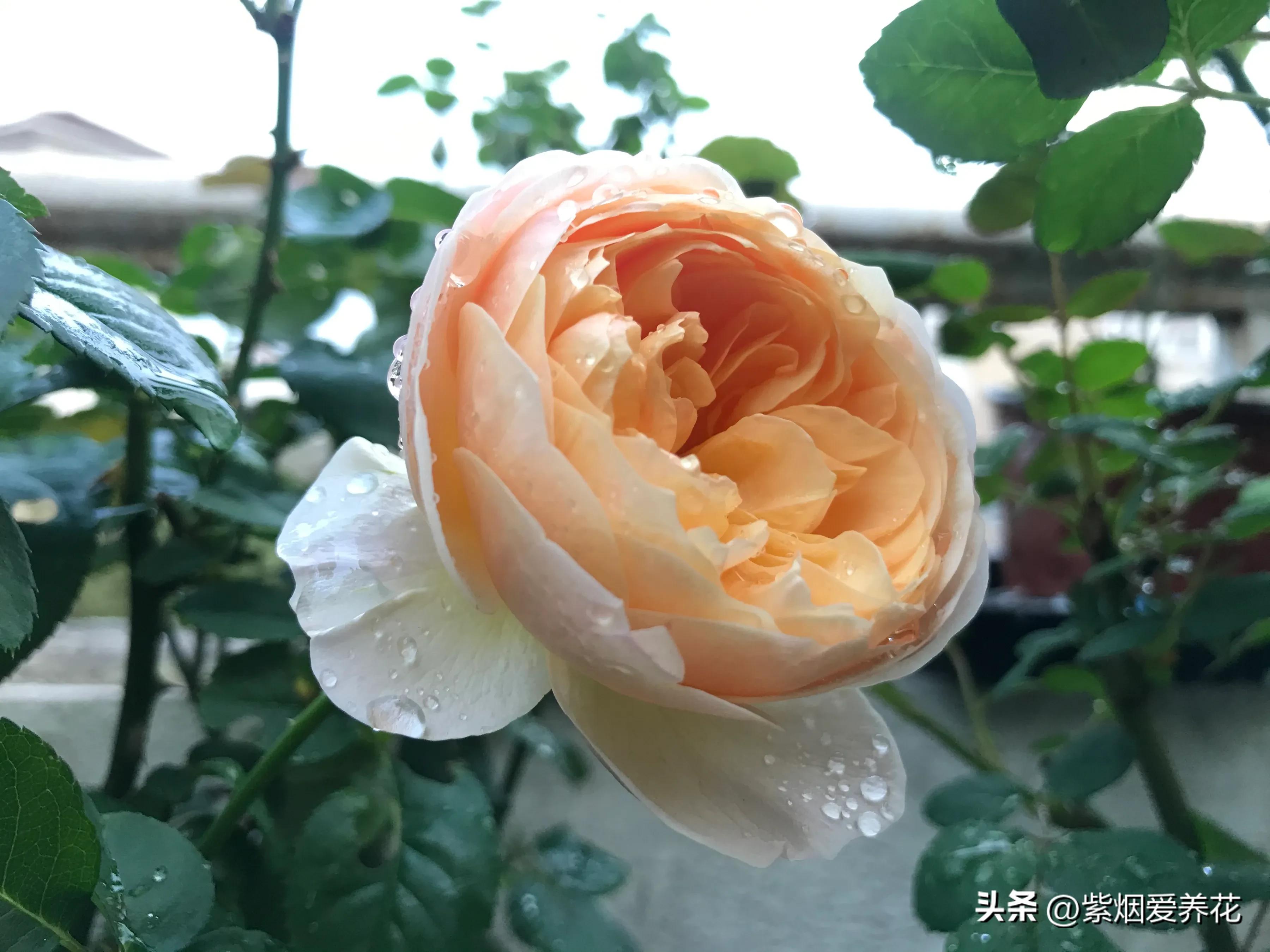 List of common rose illustrations (2) - iNEWS