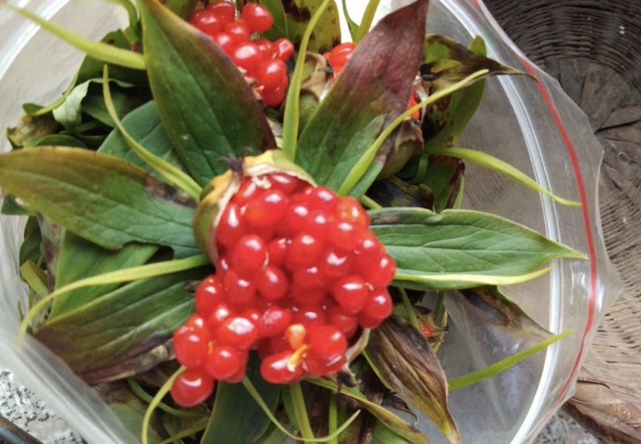 1 plant has 1 flower, also known as "Seven-leaf Yizhihua". Now it can ...