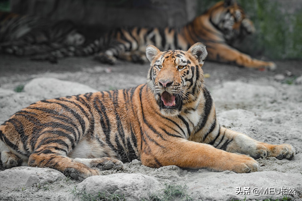 The fastest cat in the world, do you know which animal it is?Speed up ...