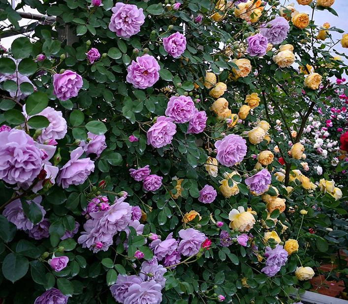 The last wave of roses this year, you must know these things after ...