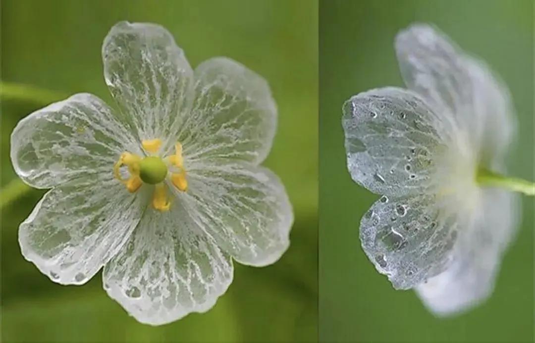 Mountain lotus - the flower that will disappear when exposed to water ...