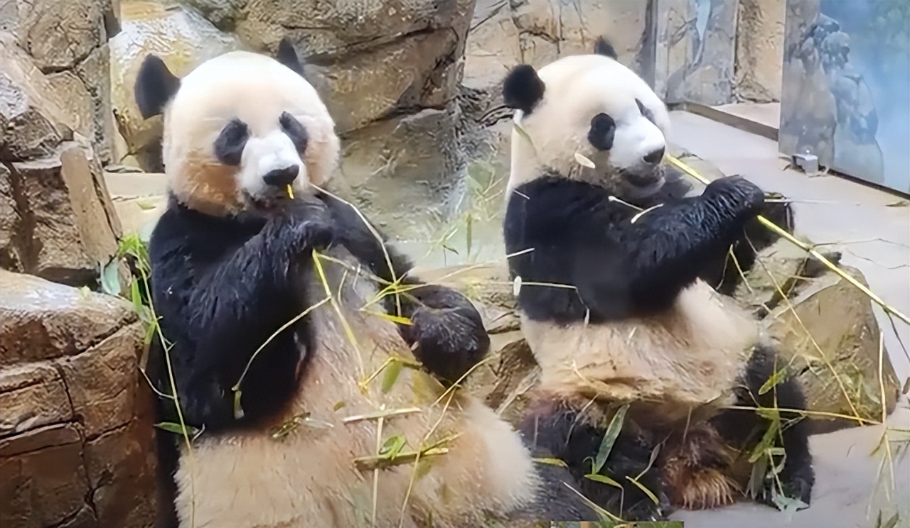Yaya, a giant panda living in the United States, kowtowed to beg for ...