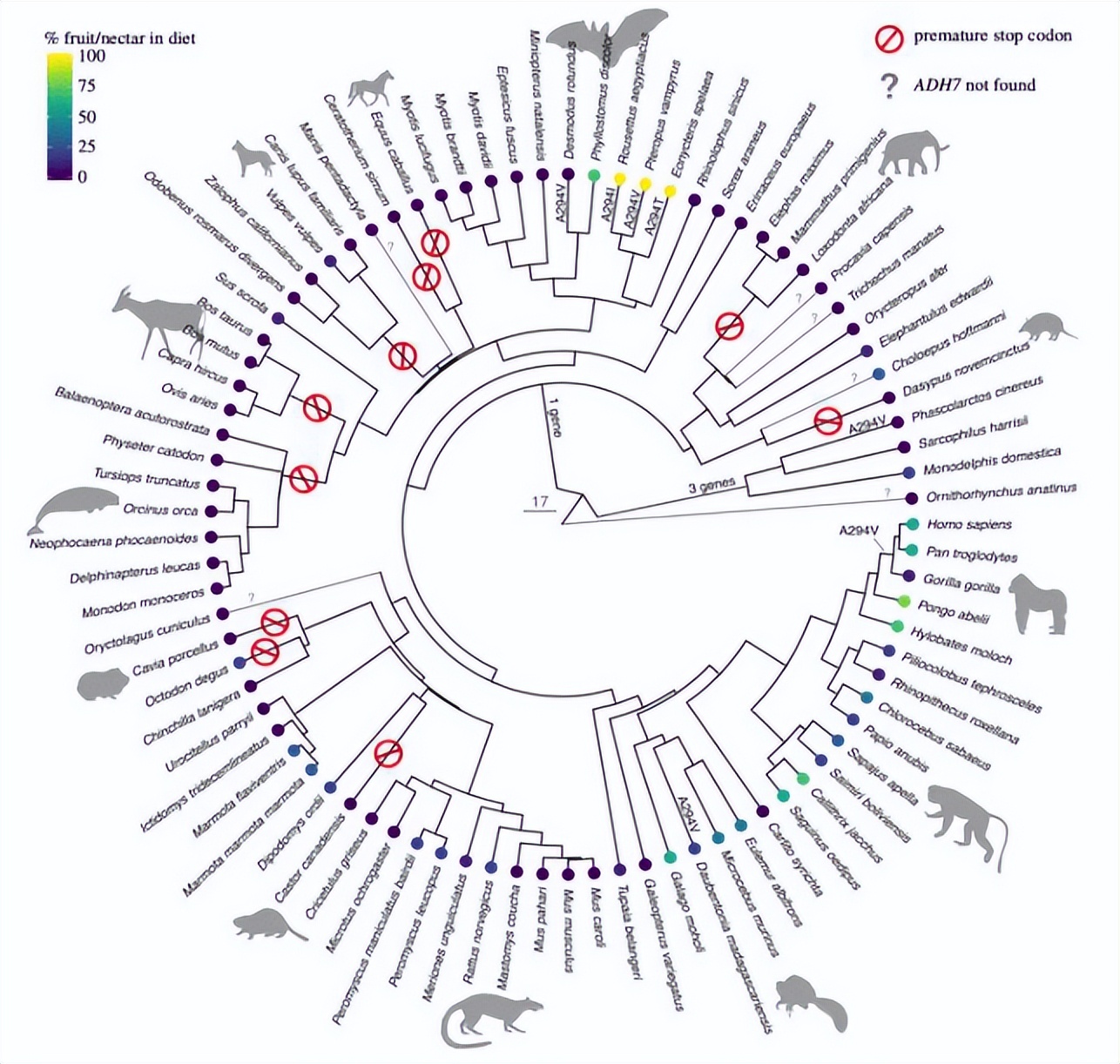 Does diet affect the evolution of key genes in the ethanol metabolism ...