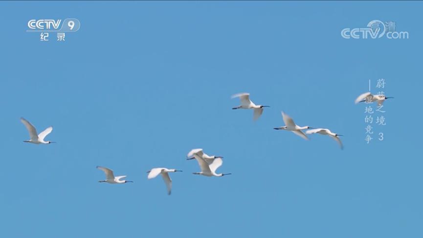 CCTV pushes super-beautiful documentary - "The Blue Realm" - iNEWS