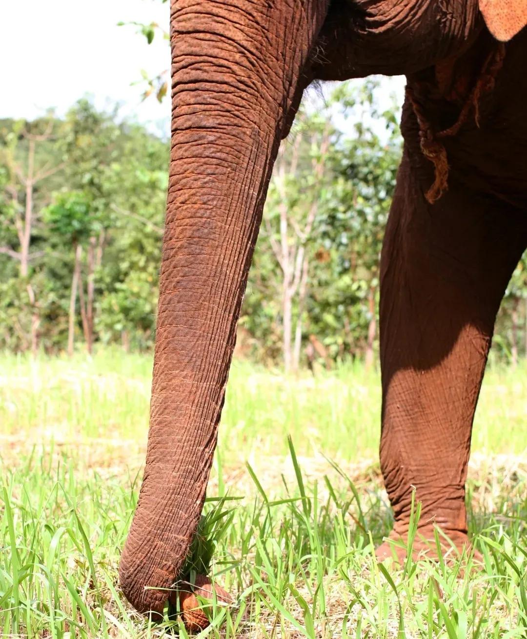 The trunk is the center of the elephant's cognitive world - iNEWS