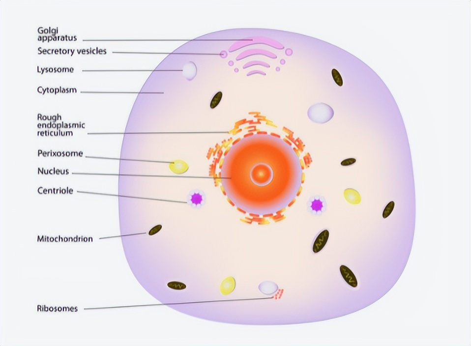 NINJ1 protein aggregates to form fiber bundles that promote plasma ...