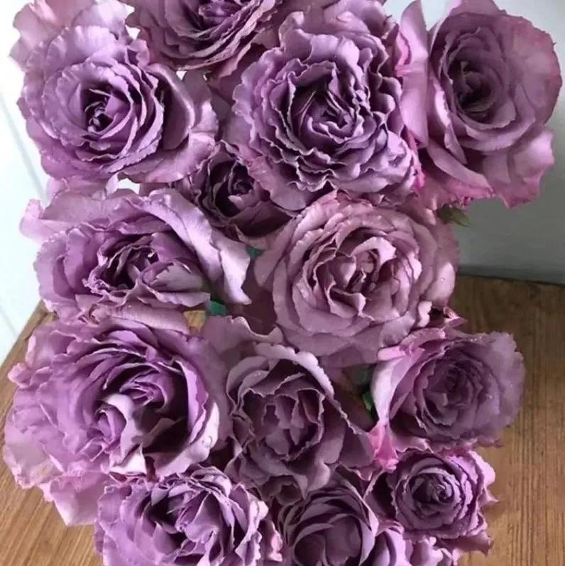 Appreciation of roses in retro tones - iMedia