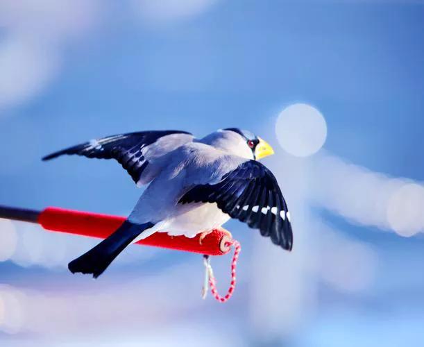 Chinese parasol bird - iNEWS