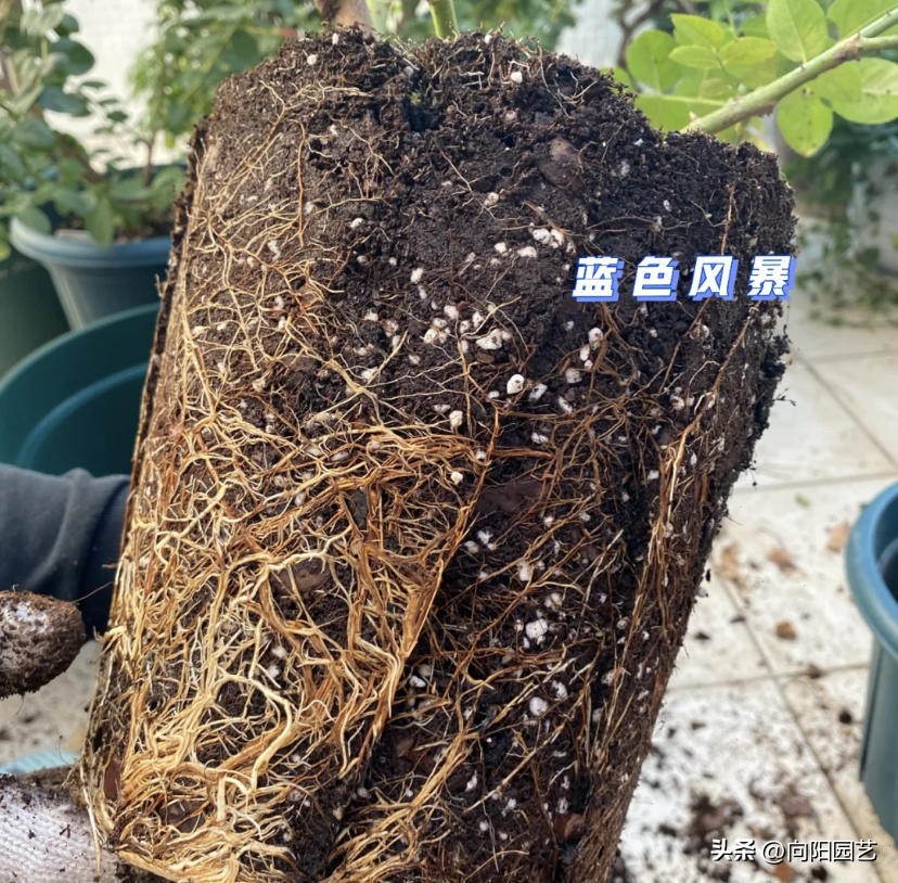 The roots of plants can "eat soil", the soil is gone, and the roots are ...