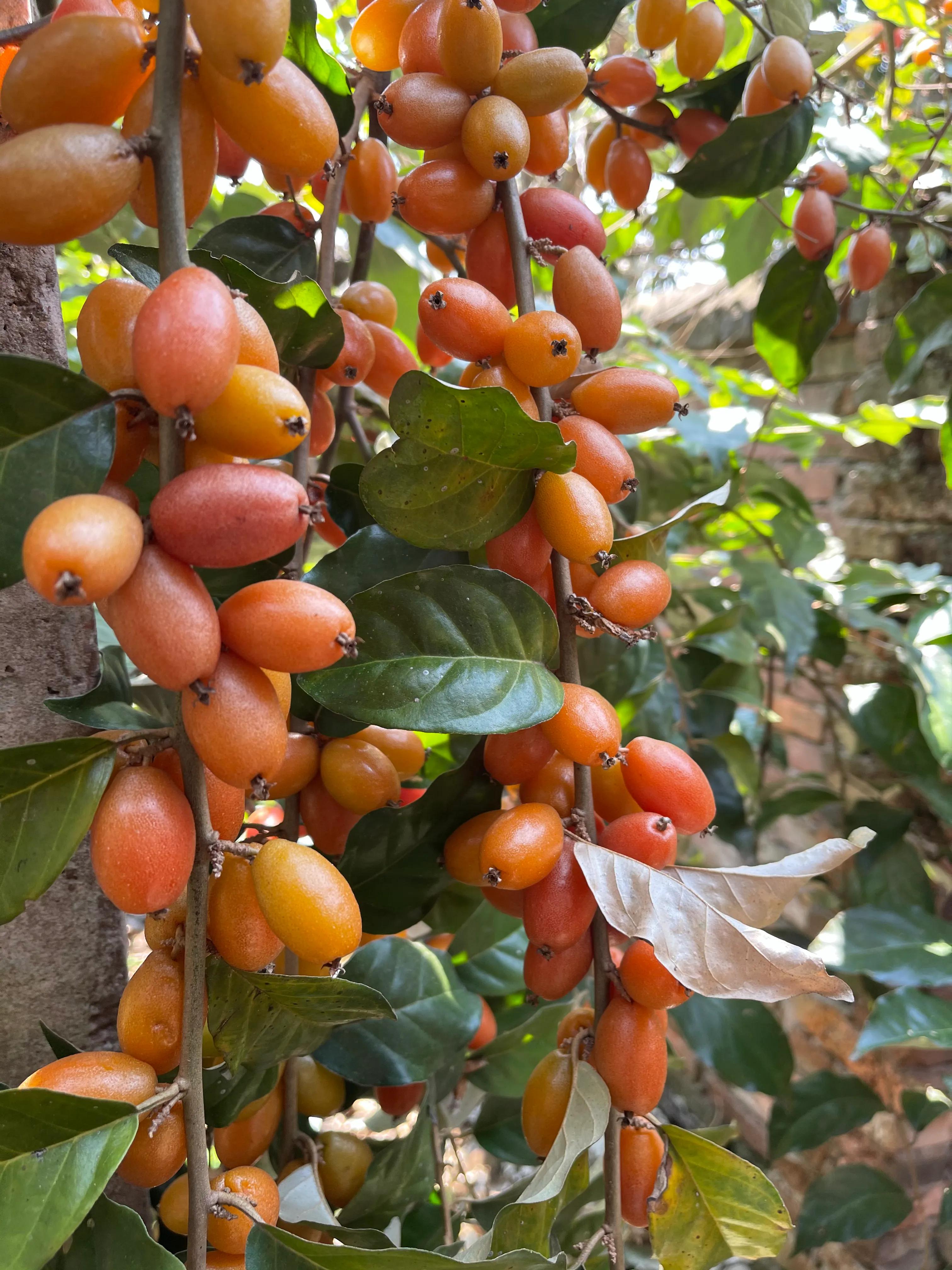 Banna Goat Milk Fruit - iNEWS