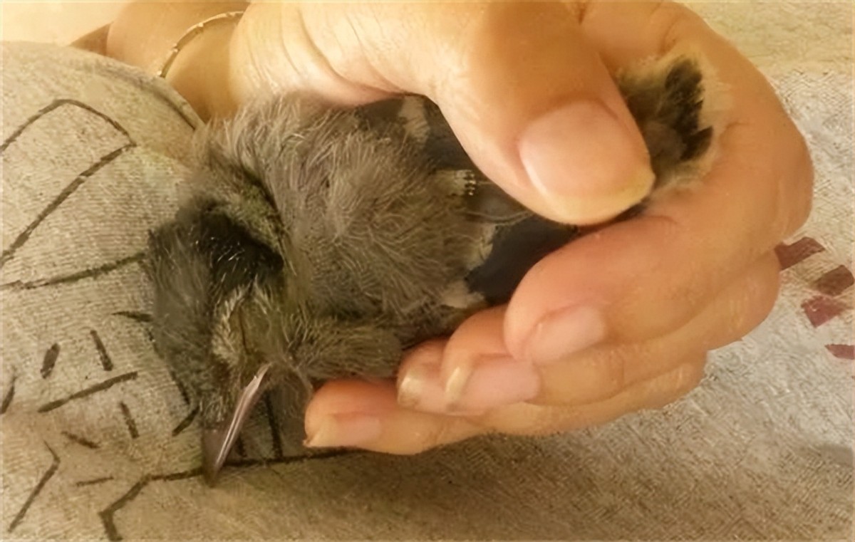 The girl saved a bird 9 years ago, and the bird saved her from cancer ...