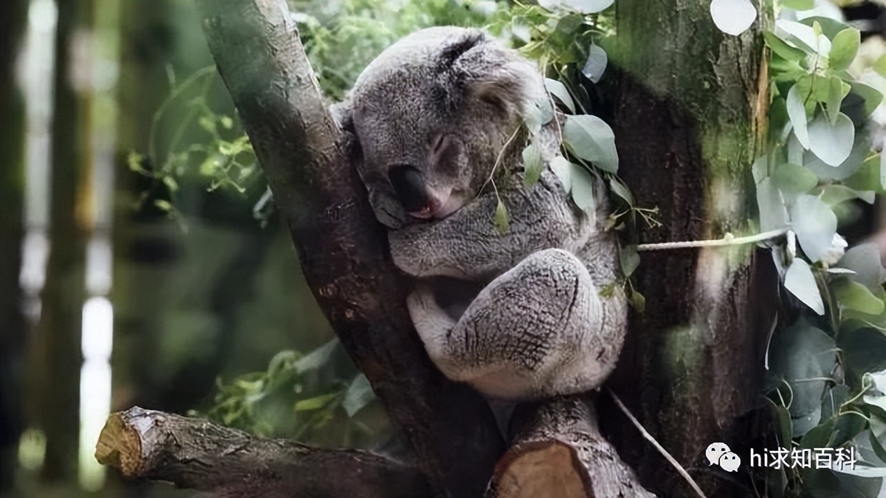 Koalas only eat poisonous eucalyptus leaves, why are they not poisoned ...