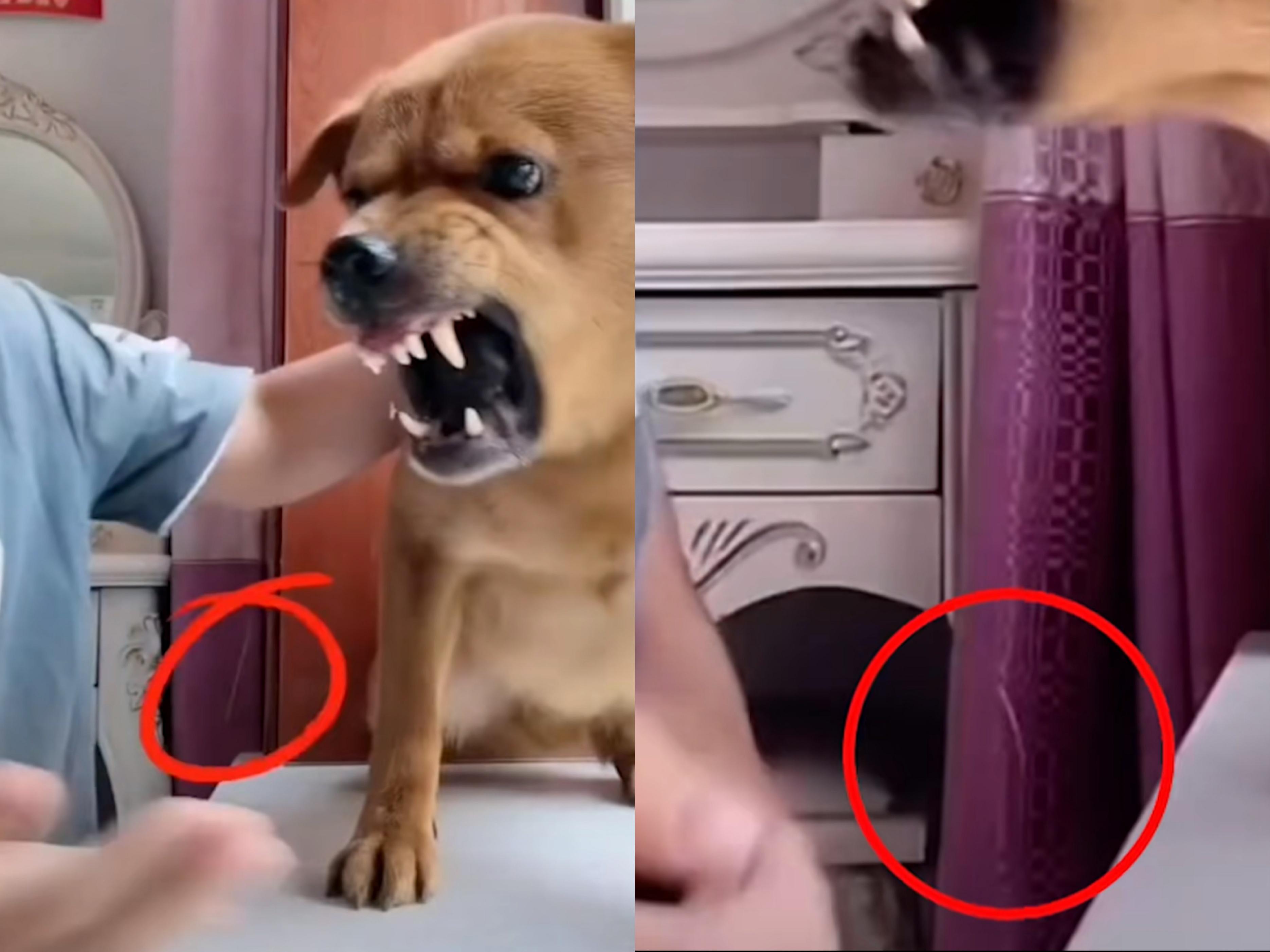 The Internet celebrity "Puppy Xiaopang" was suspected of abusing dogs ...