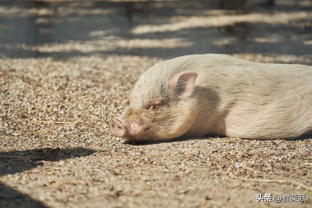"To prevent obesity, eat like a pig" - iNEWS