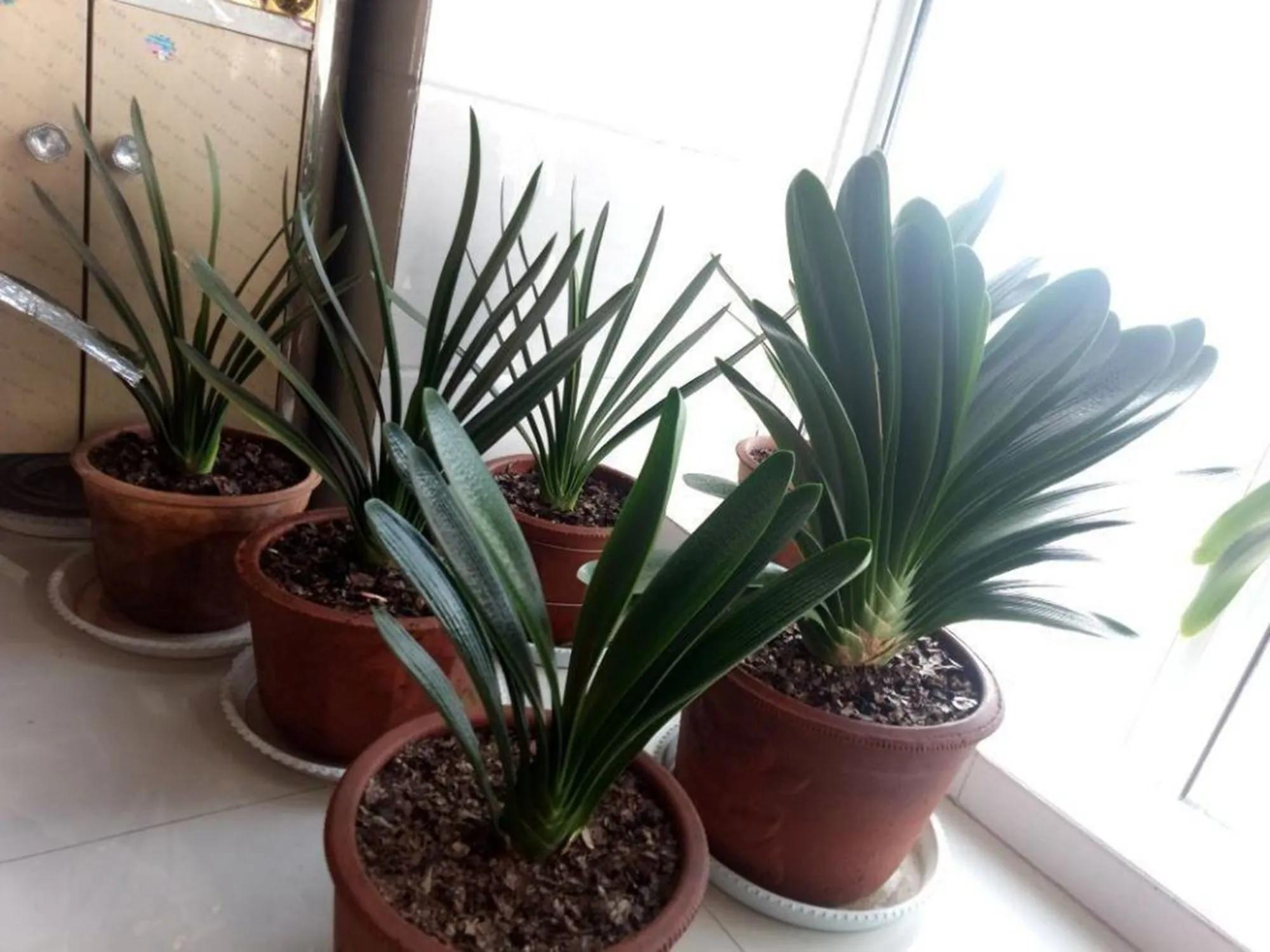 After the beginning of summer, Clivia needs to be "rich" and "satisfied ...